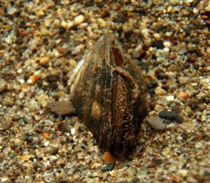Where Do Mussels Live? – CTUIR Freshwater Mussel