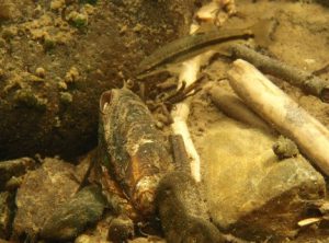 Freshwater Mussel Life Cycle – CTUIR Freshwater Mussel