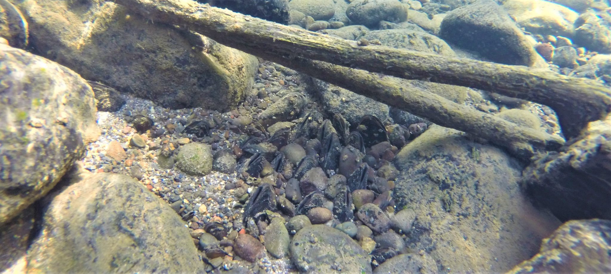 Project Overview – CTUIR Freshwater Mussel