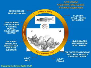 Freshwater Mussel Life Cycle – CTUIR Freshwater Mussel