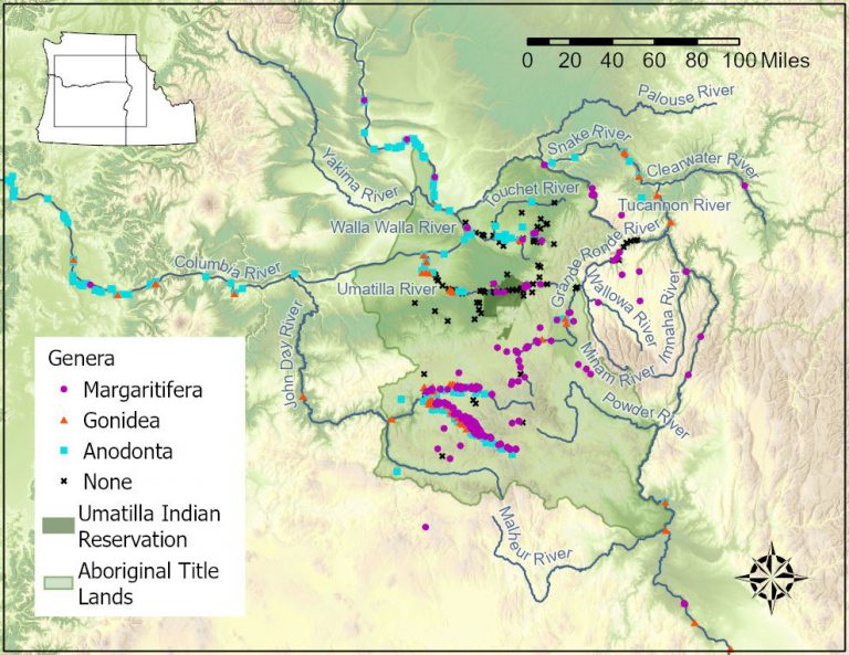 Freshwater Mussel Life Cycle – CTUIR Freshwater Mussel