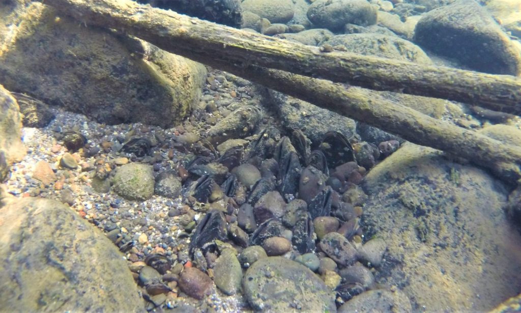 CTUIR Freshwater Mussel
